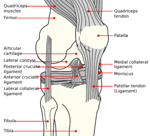 Lachman Test: A Comprehensive Guide For ACL Injury Detection
