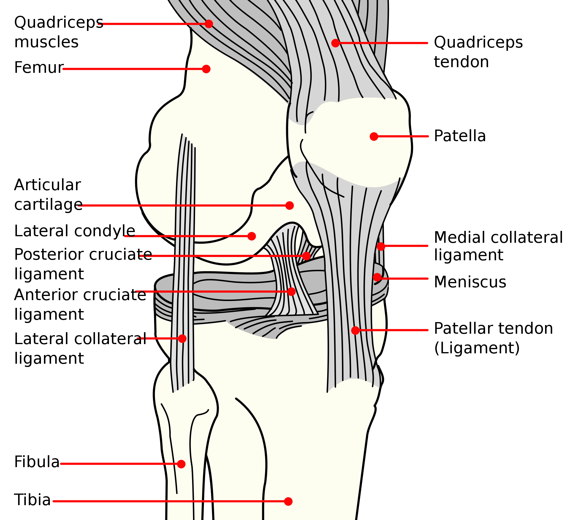 Lachman Test: A Comprehensive Guide For ACL Injury Detection